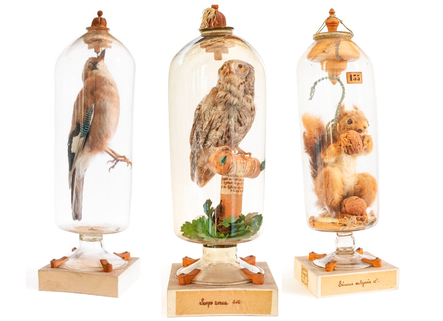 26.6.1770. I misteriosi uccelli sotto vetro di Fourcault - igiornidiparma